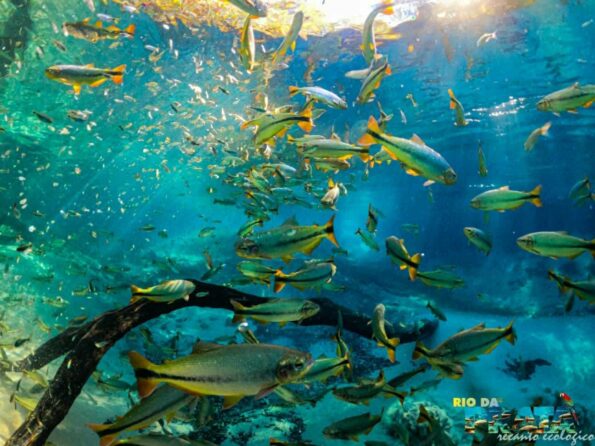 Rio da Prata - Bonito Brasil Turismo